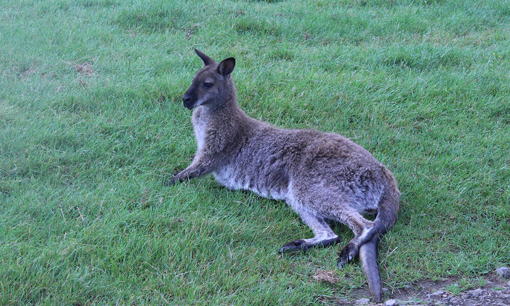 La Planète Sauvage a recueilli un deuxième Wallaby égaré. – Angers Info