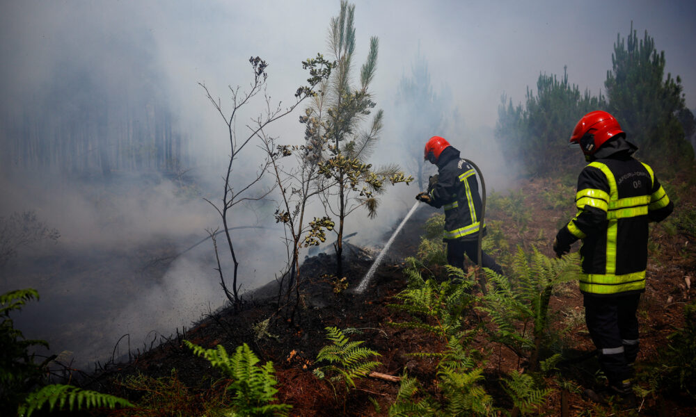 Feu de forêt: près de 100 hectares brûlés dans le Maine-et-Loire ...