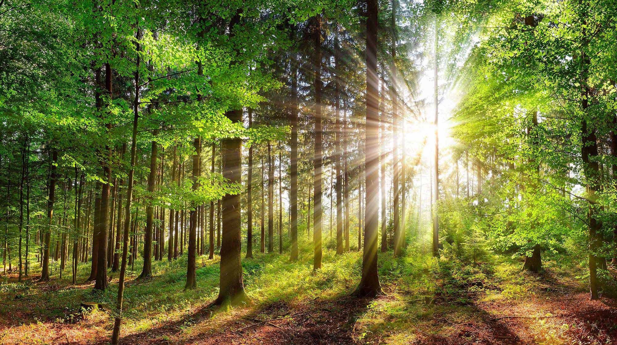 Une nouvelle forêt va voir le jour à Avrillé. – Angers Info