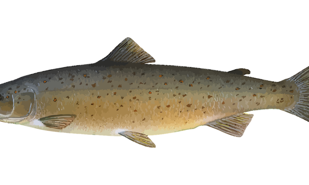 La société Pure Salmon répond aux questions des habitants concernant le ...