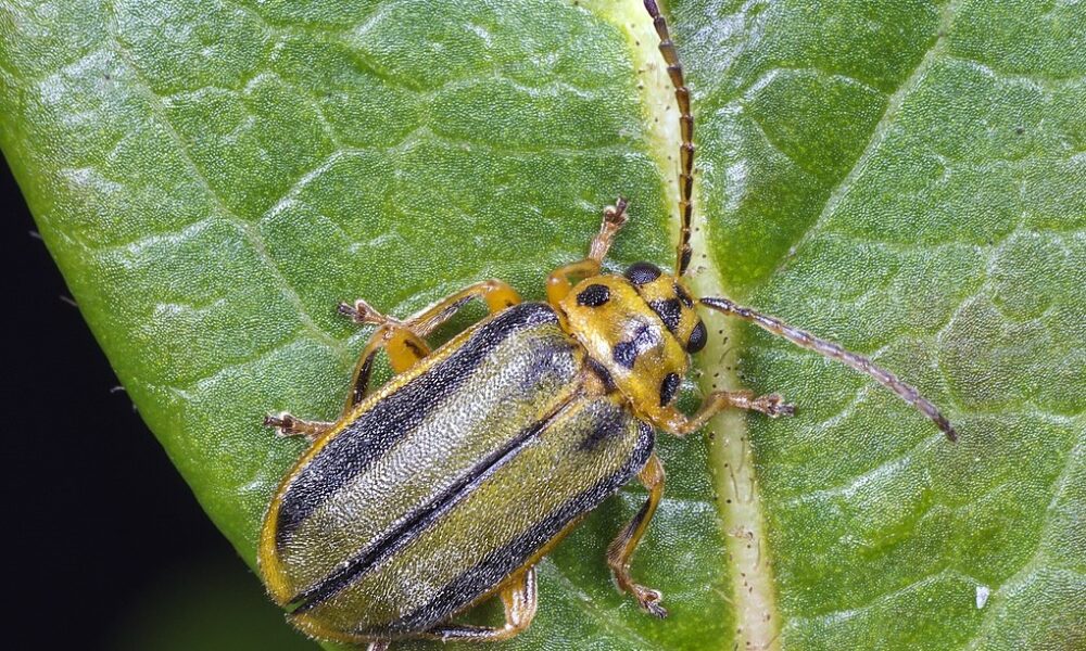 Les quais de la Charente, à Angoulême, ont été traité pour éliminer les ...