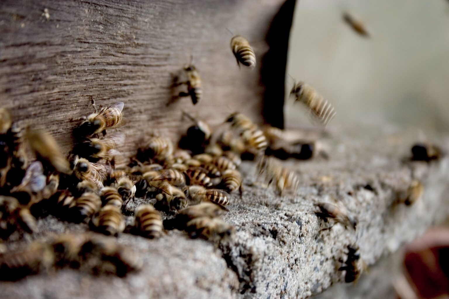 Une moissonneuse-batteuse s’embrase à Vindelle, 100 000 abeilles ...