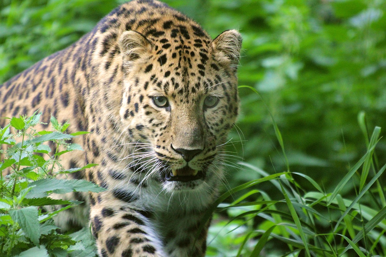 Zoo des Sables : un Ecozoo où cohabitent plus de 400 animaux exotiques ...